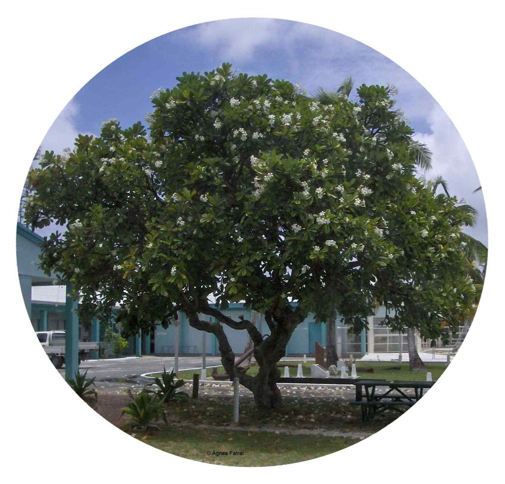 Grillen in Chiang Mai,Thailändische Naturheilkunde, TCM...